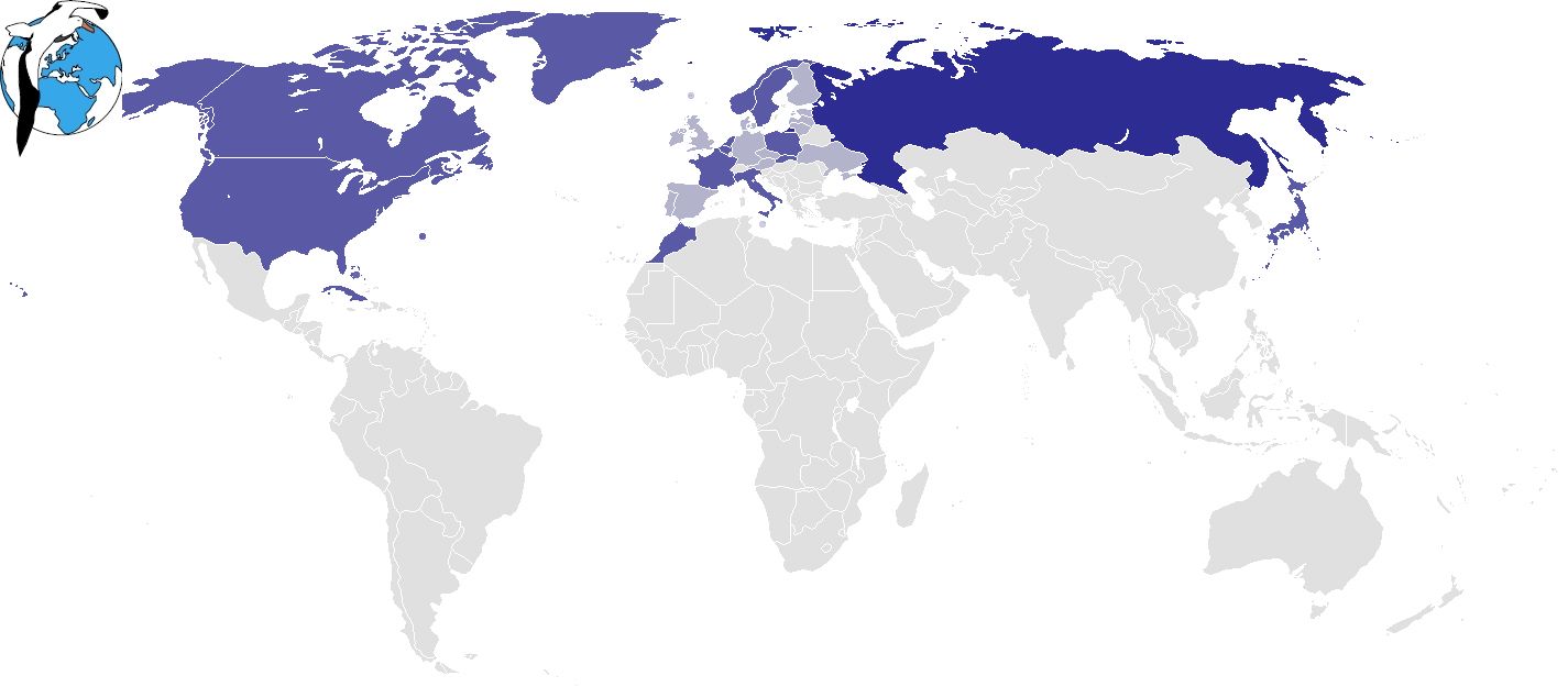 Murfs Wildlife : Where have all the Little Auks gone?