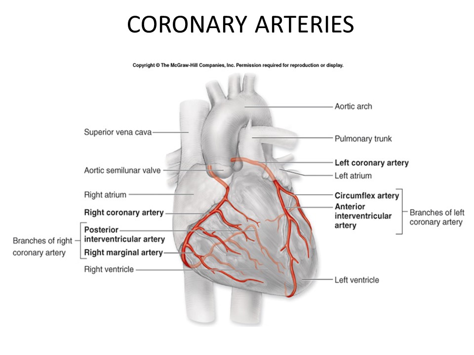 CVT Mohd Farid: Regulation Of Coronary Circulation