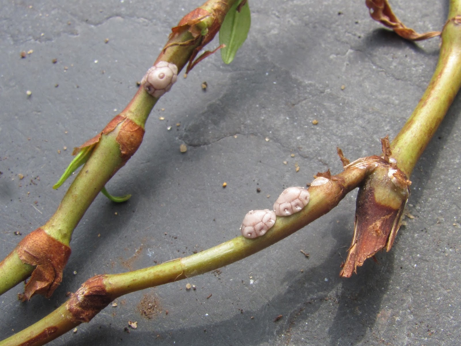 Perth Plant and Pests Problems