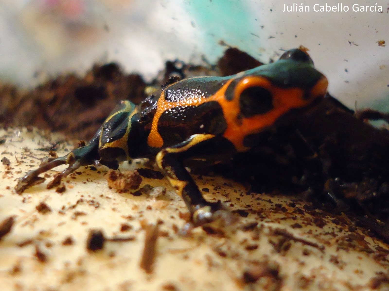 Dendroland: Diario de una "Intermedius" (Ranitomeya Imitator ...