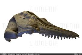 Escenarios prehistóricos: Prosqualodon