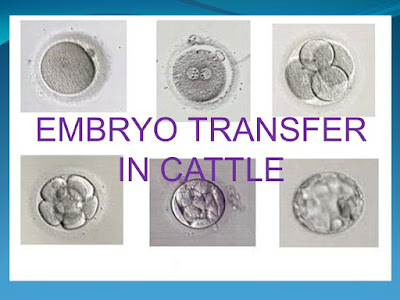 Embrio Transfer (TE), bag 2. - Mydokterhewan