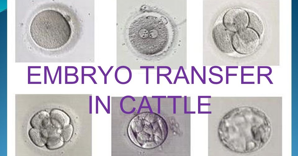 Embrio Transfer (TE), bag 2. - Mydokterhewan