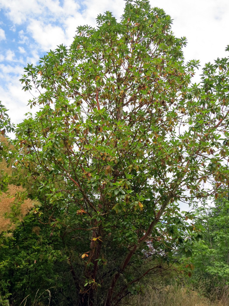 Clark's Oregon Wildflower Blog: Pacific Madrone
