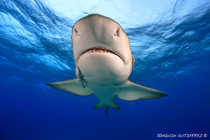 El mundo de los animales : TIBURÓN LIMÓN