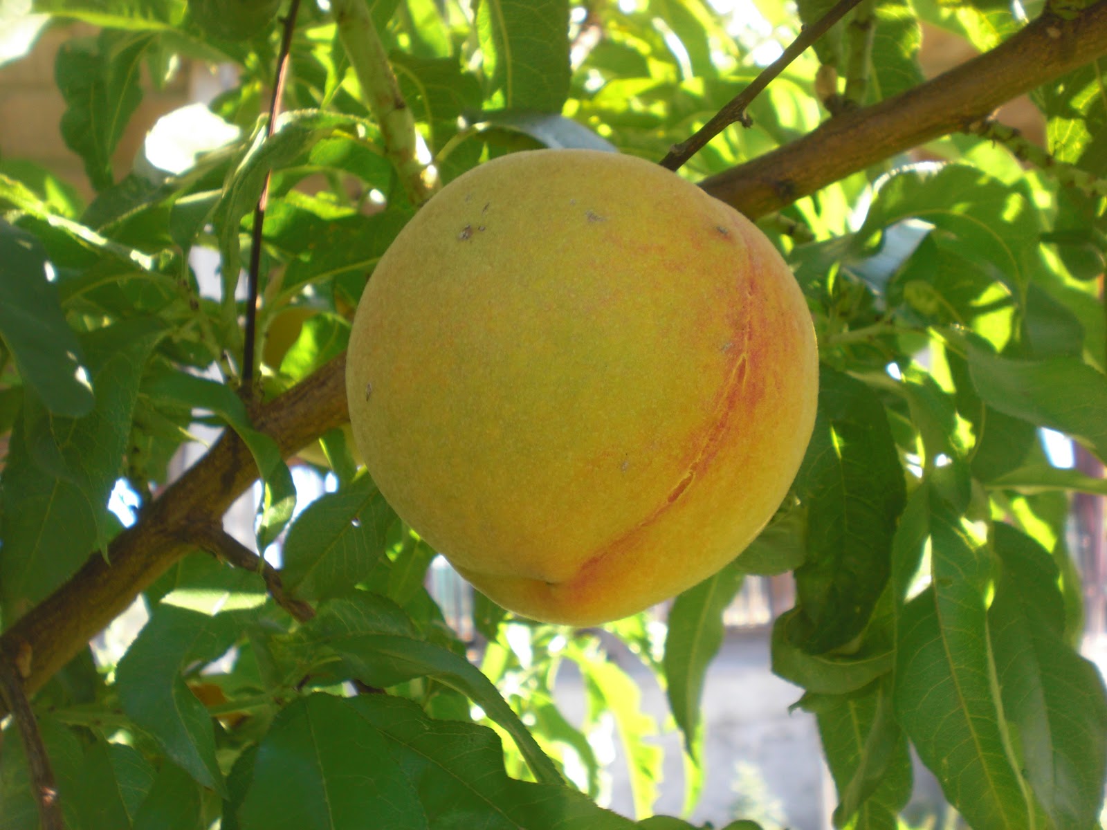 Perfumes y luces de Extremadura: Prunus persica. Melocotonero. Mis ...