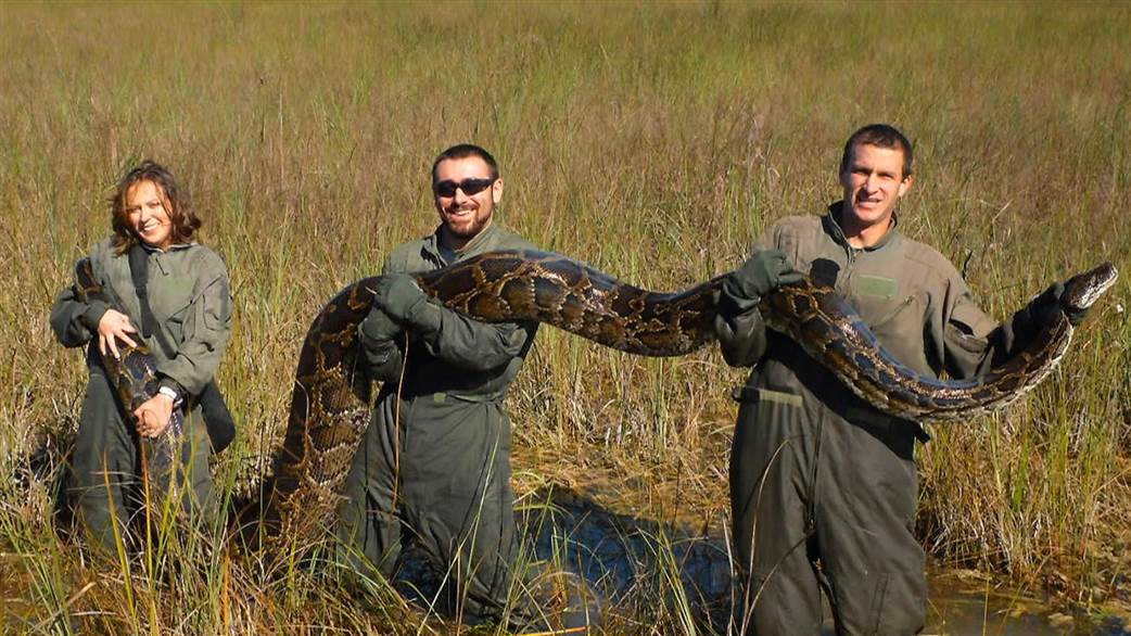 Terrierman's Daily Dose: Judas Snakes May Be Key to Python Eradication