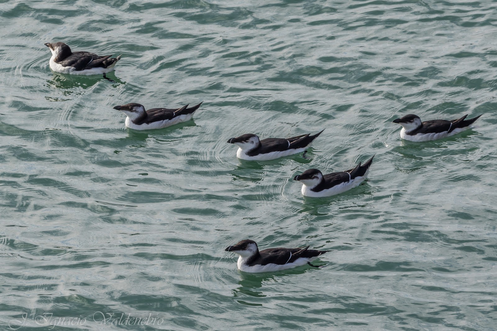 DocNatureBlog: El pingüino europeo. Alca Común (Alca torda). Alca Monxa.