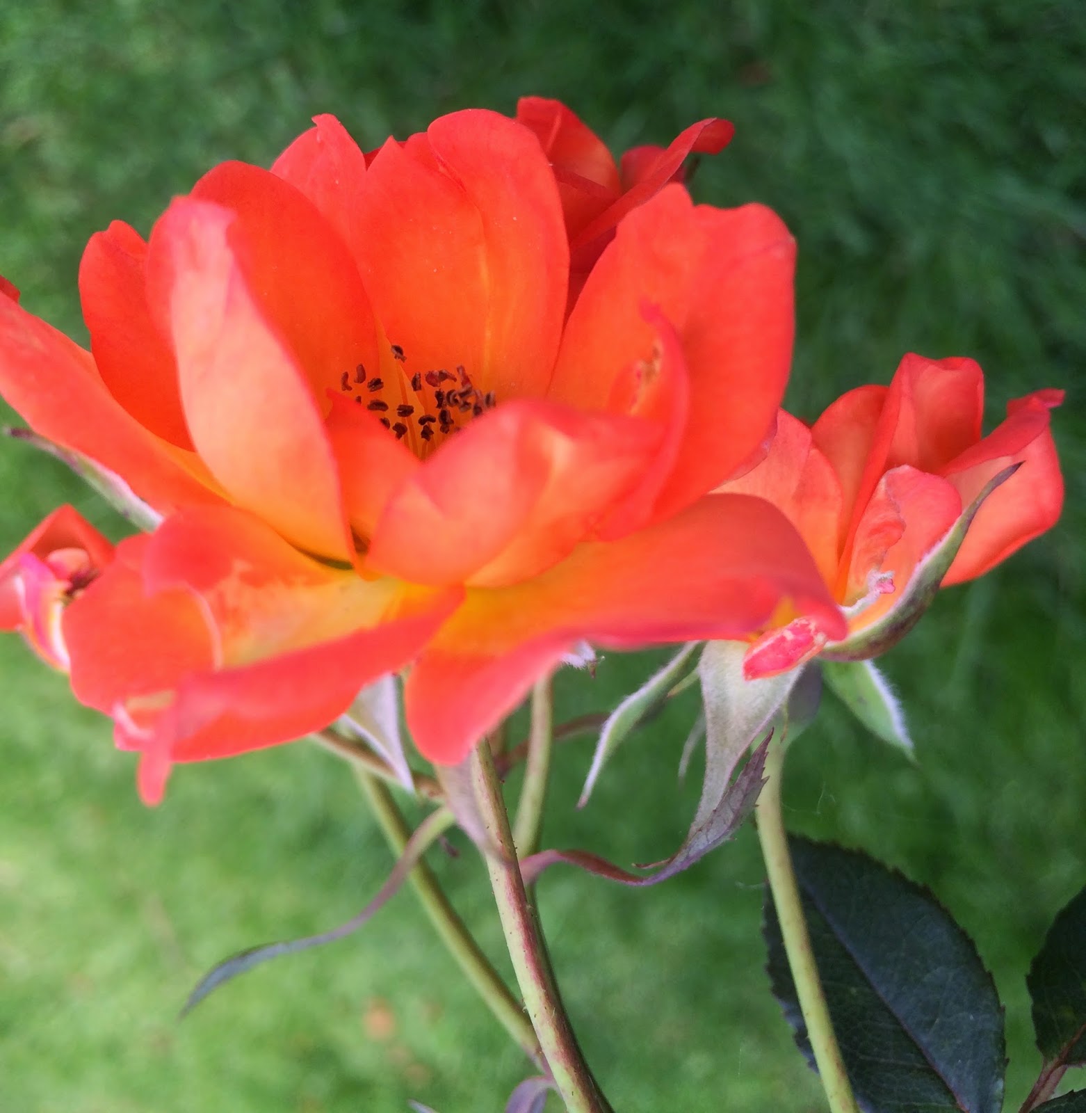 citron-timjan: EN ROS ÄR EN ROS...