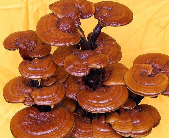 Que es el Ganoderma Lucidum? ~ DXN GANODERMA LUCIDUM