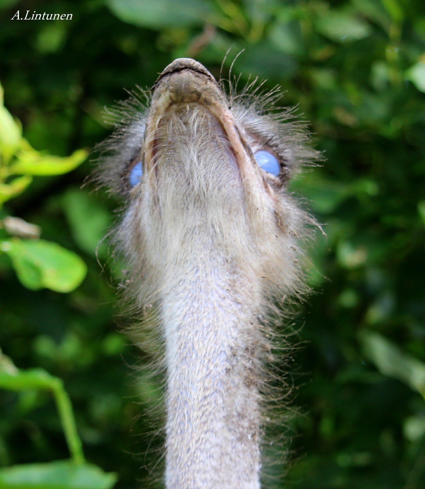 Anna's Photos : Strutsi tila