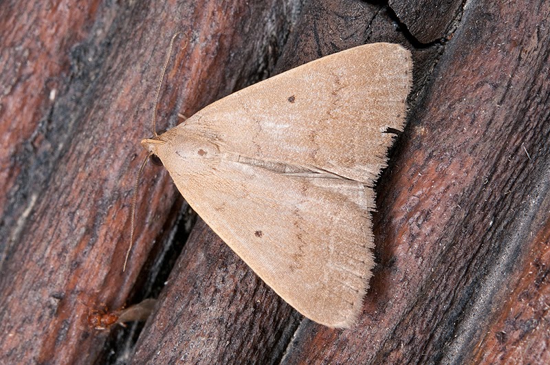 台灣產毛足裳蛾資訊網: 生態圖錄/ Life photos