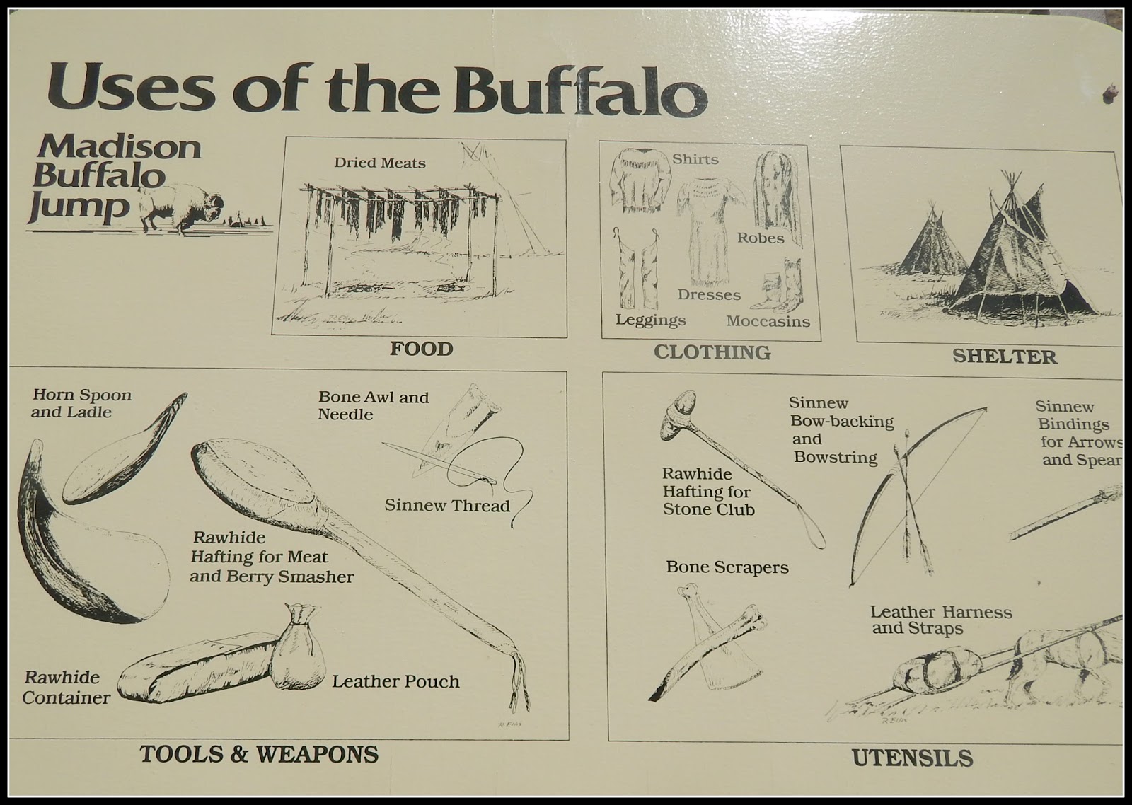 The Back Porch View: Buffalo and Cattle....The Food Staples of the Wild ...