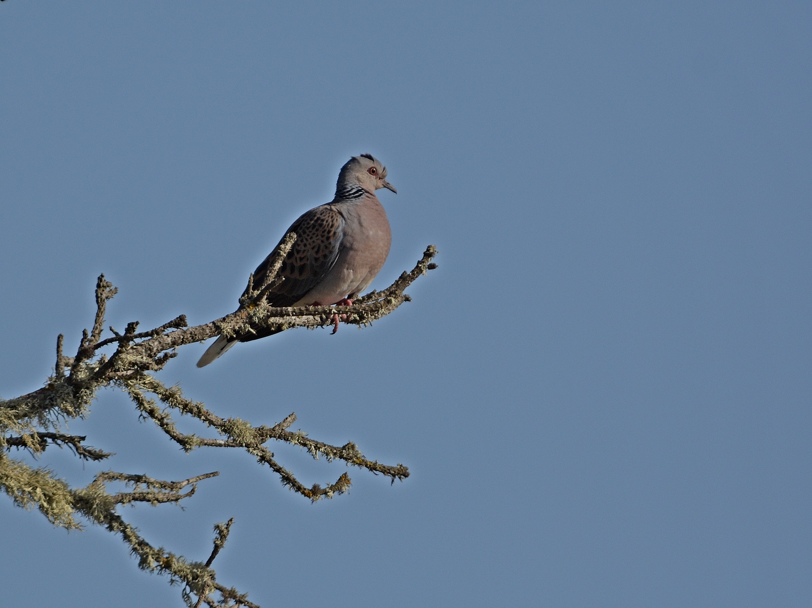Birding Canarias: Cigarrones y aves en la meseta de Nizdafe.