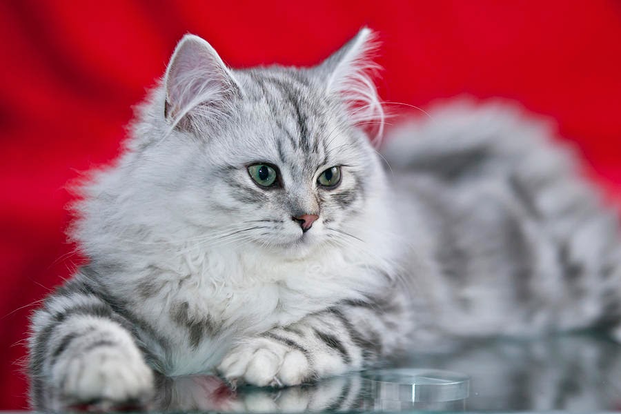 Les chats: Le British Longhair