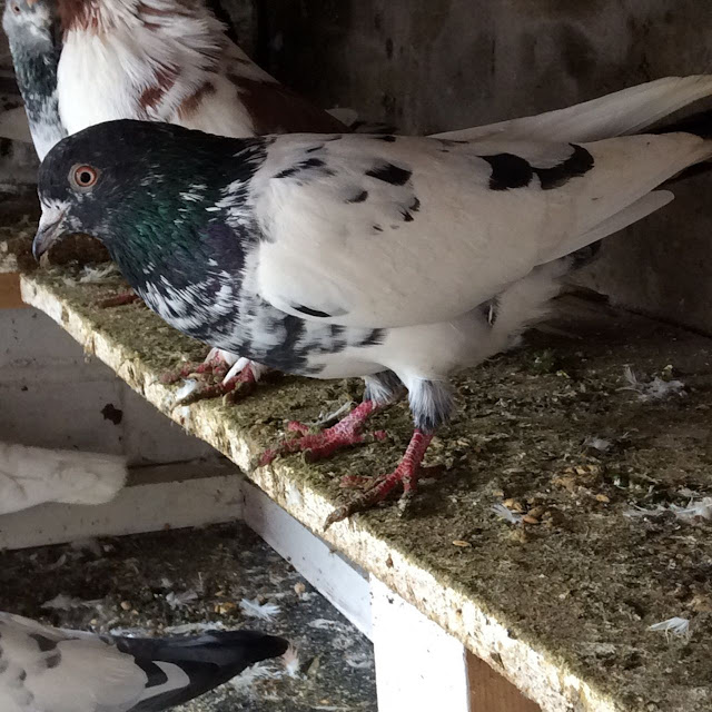 Pakistani Highflyer | BD PIGEONS