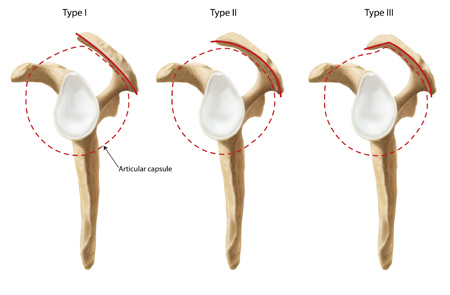 Indiaorthosurgeon: Development and Morphology of Shoulder