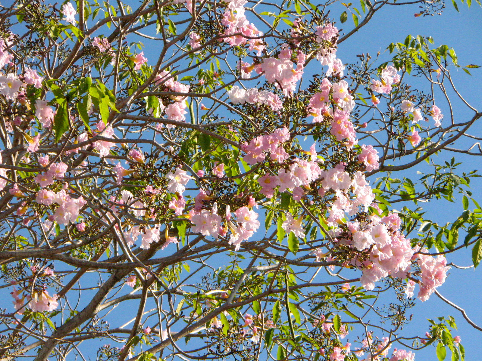 Louise Le Bourdais: LES ARBRES DU PRINTEMPS