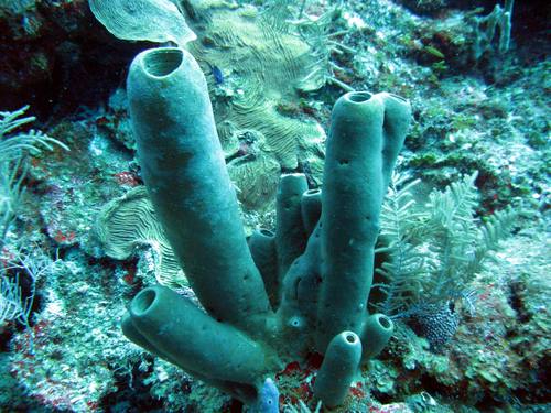 Info animales: DEMOSPONJAS