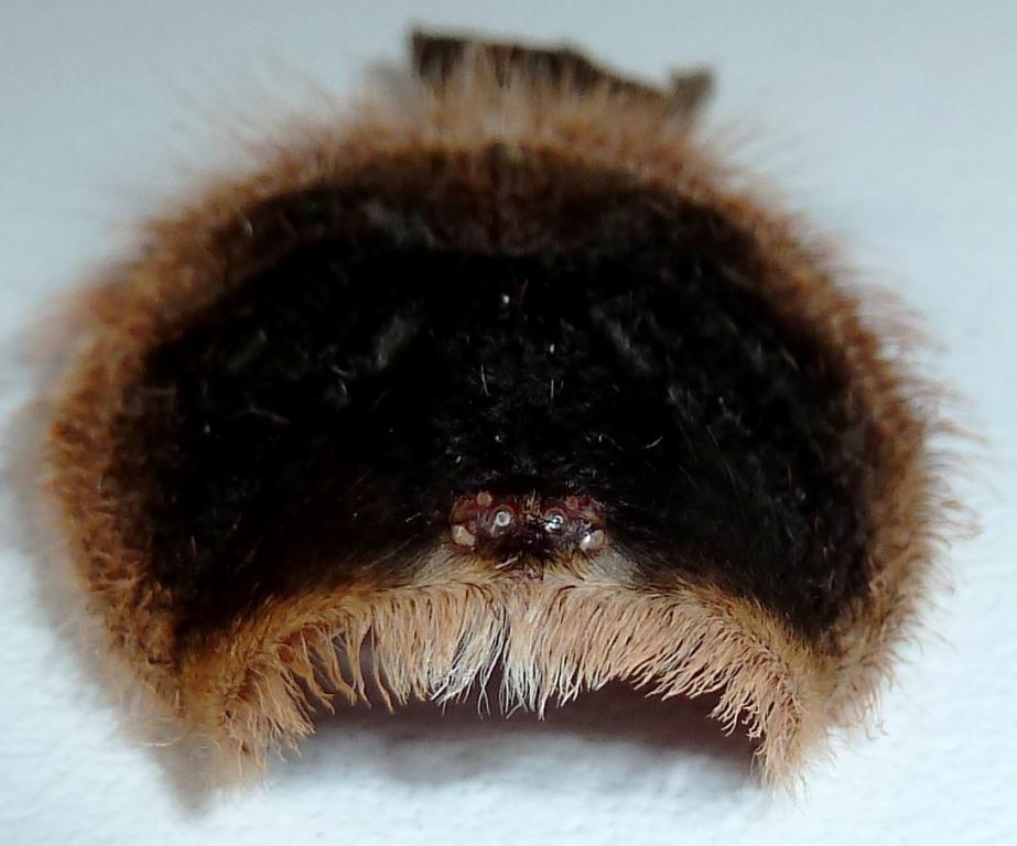 Dave Hubble's ecology spot: Tarantula anatomy II: the cephalothorax