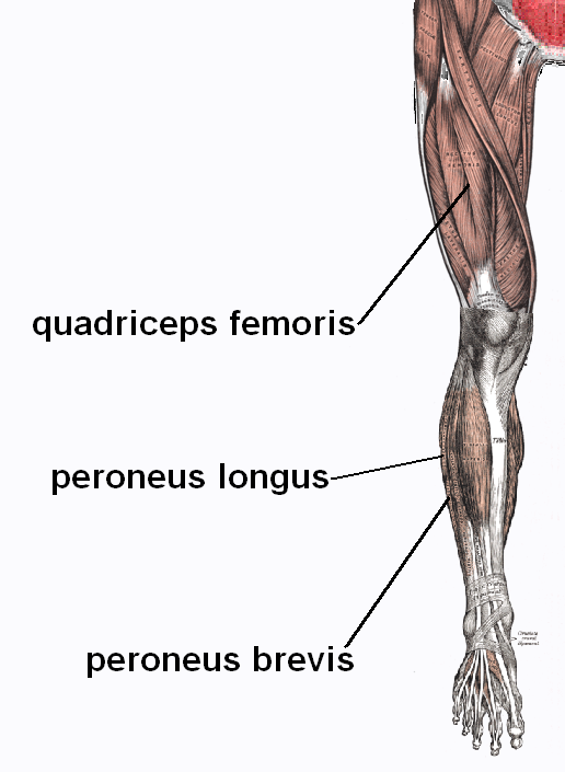 Quadriceps Muscle Diagram
