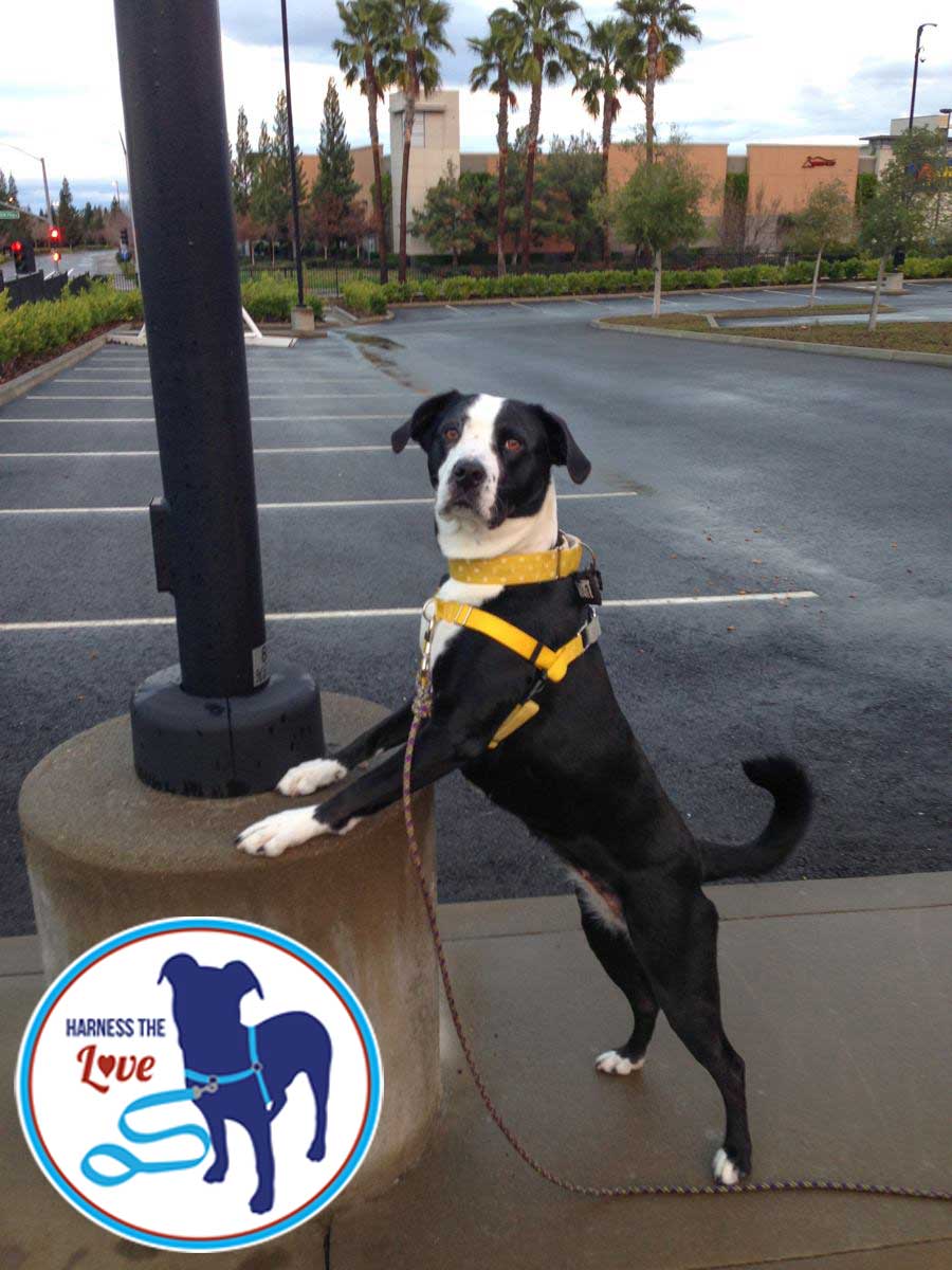 Dog The Best friend: Happy Dogs Inward Harnesses: Photos