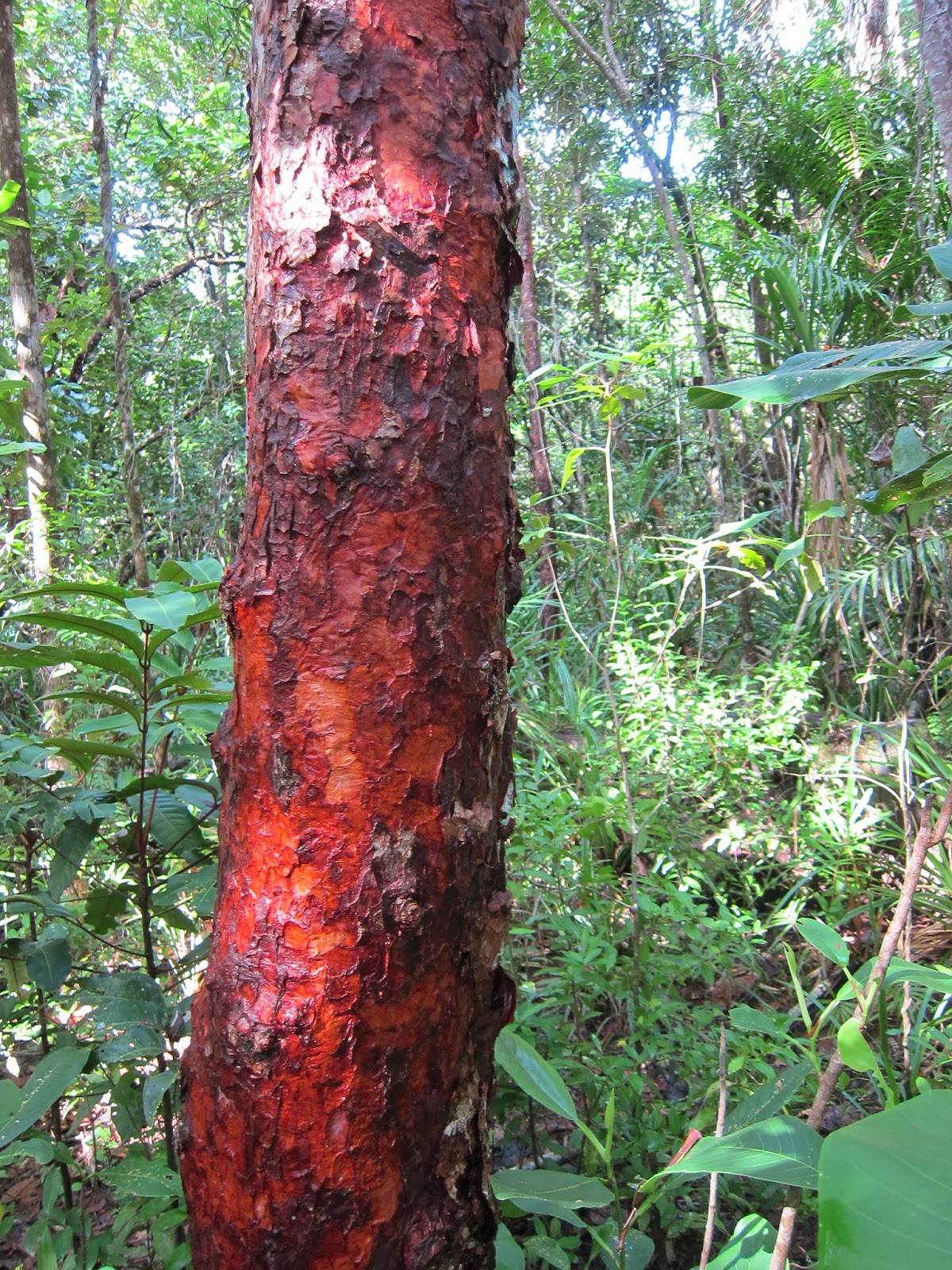 Our Journey Down Under: The Daintree Rainforest