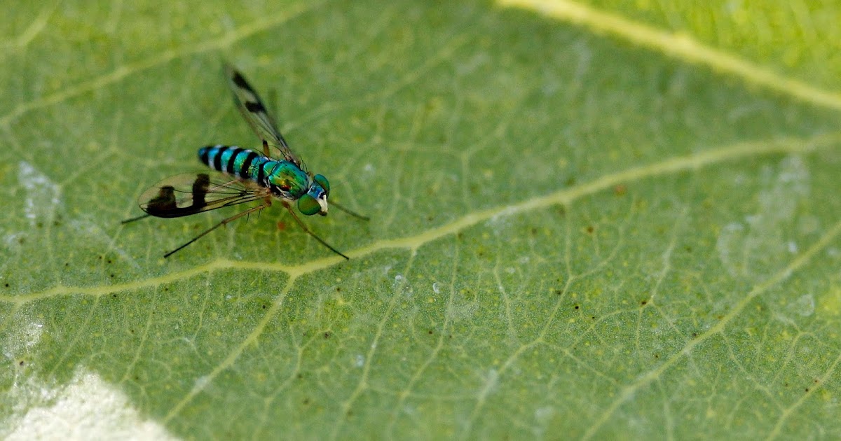 Jarowair - Our Patch