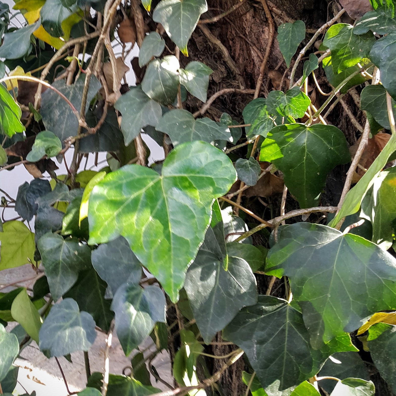 "Verdade//aspas" : 👪 Araliaceae (Hedera canariensis)