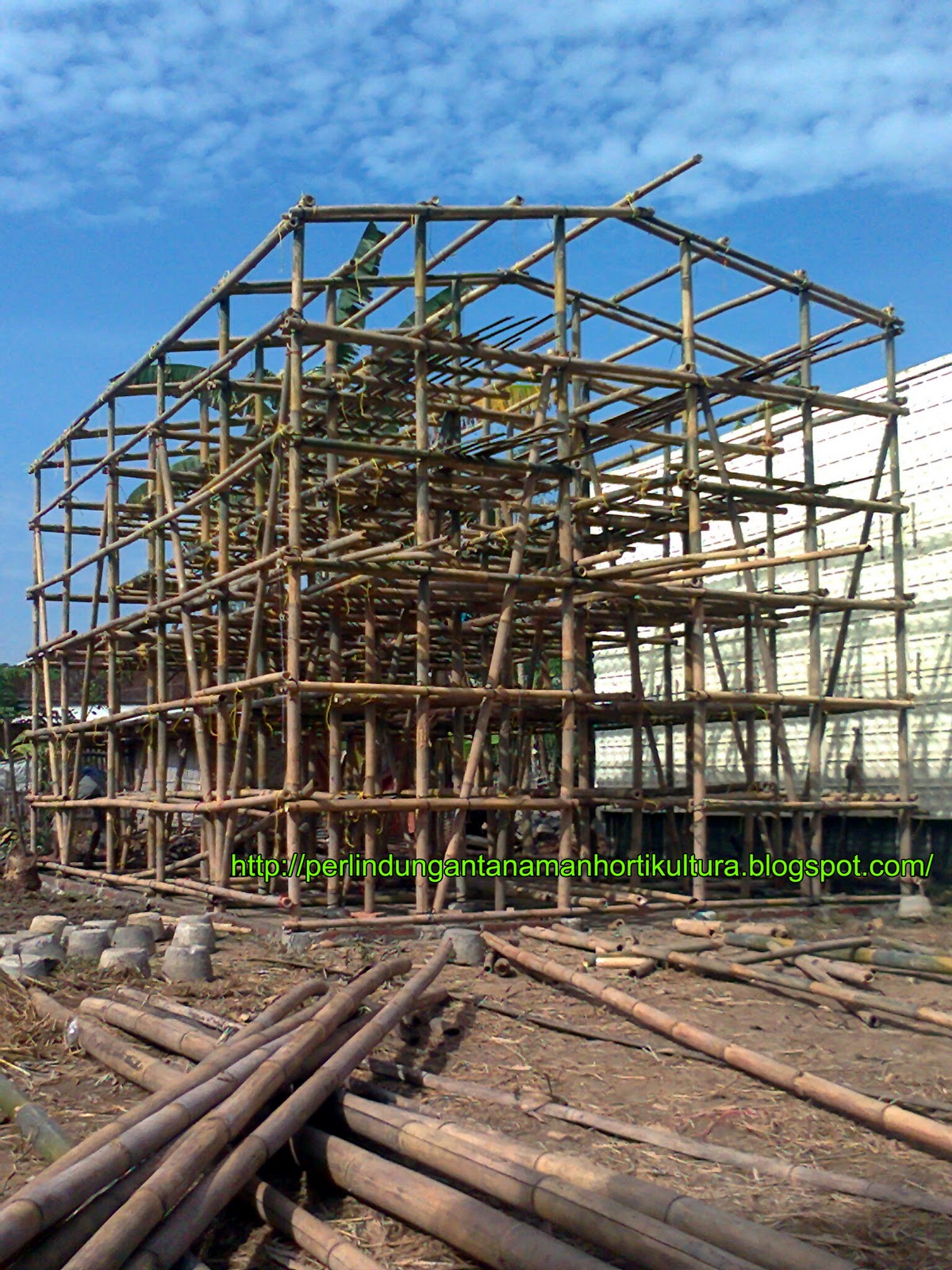 Perlindungan Tanaman: Kubung yang Baik Aset Penting Budidaya Jamur Merang