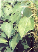 CONTOH PERTELAAN | BIOLOGI