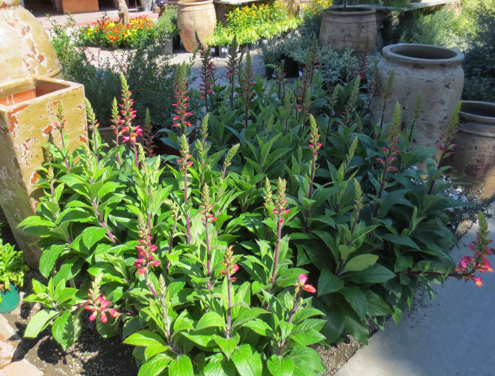 Late to the Garden Party: My favorite plant this week: Digiplexis ...