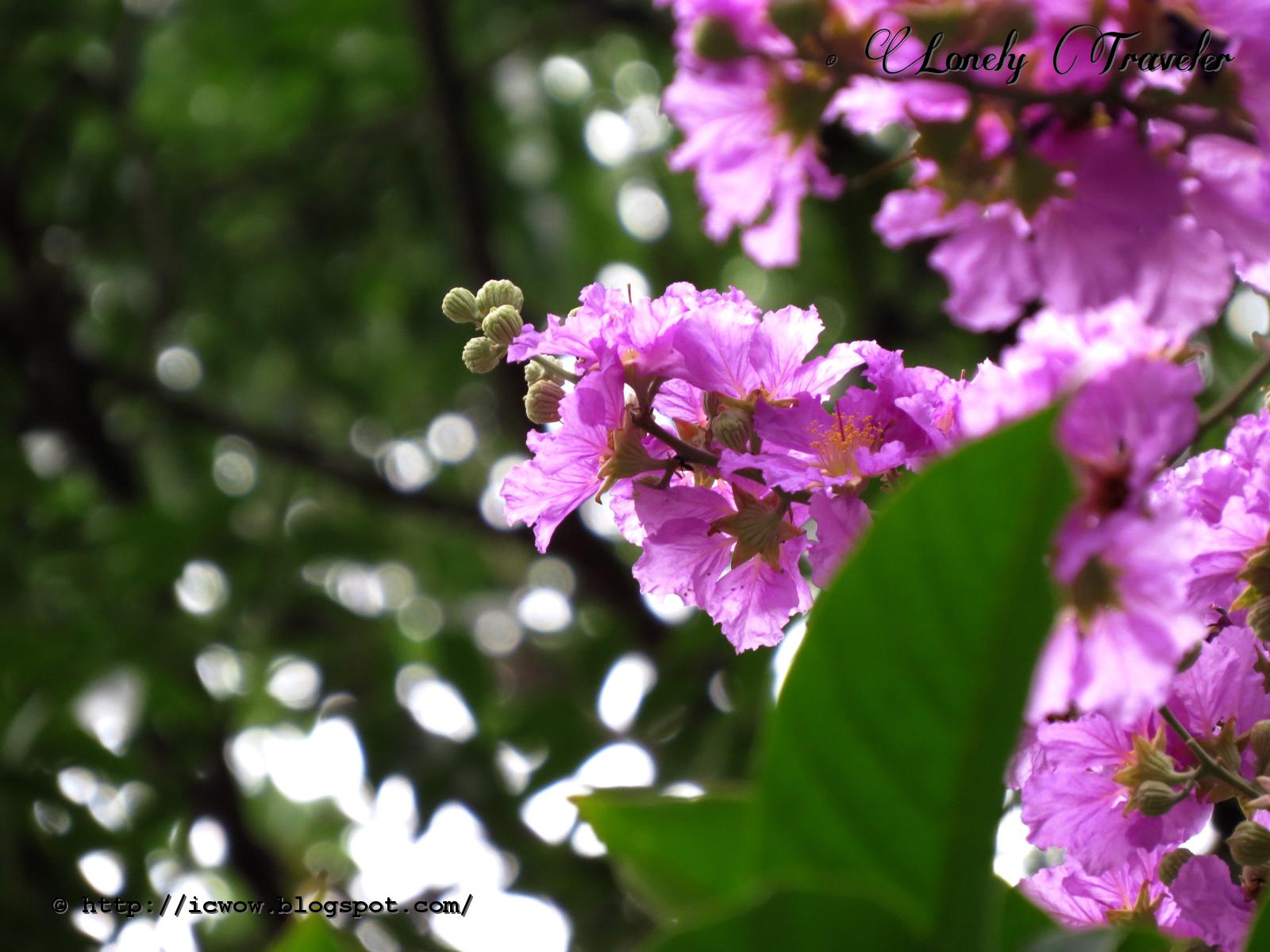 Jarul ful (জারুল ফুল) - Lagerstroemia speciosa