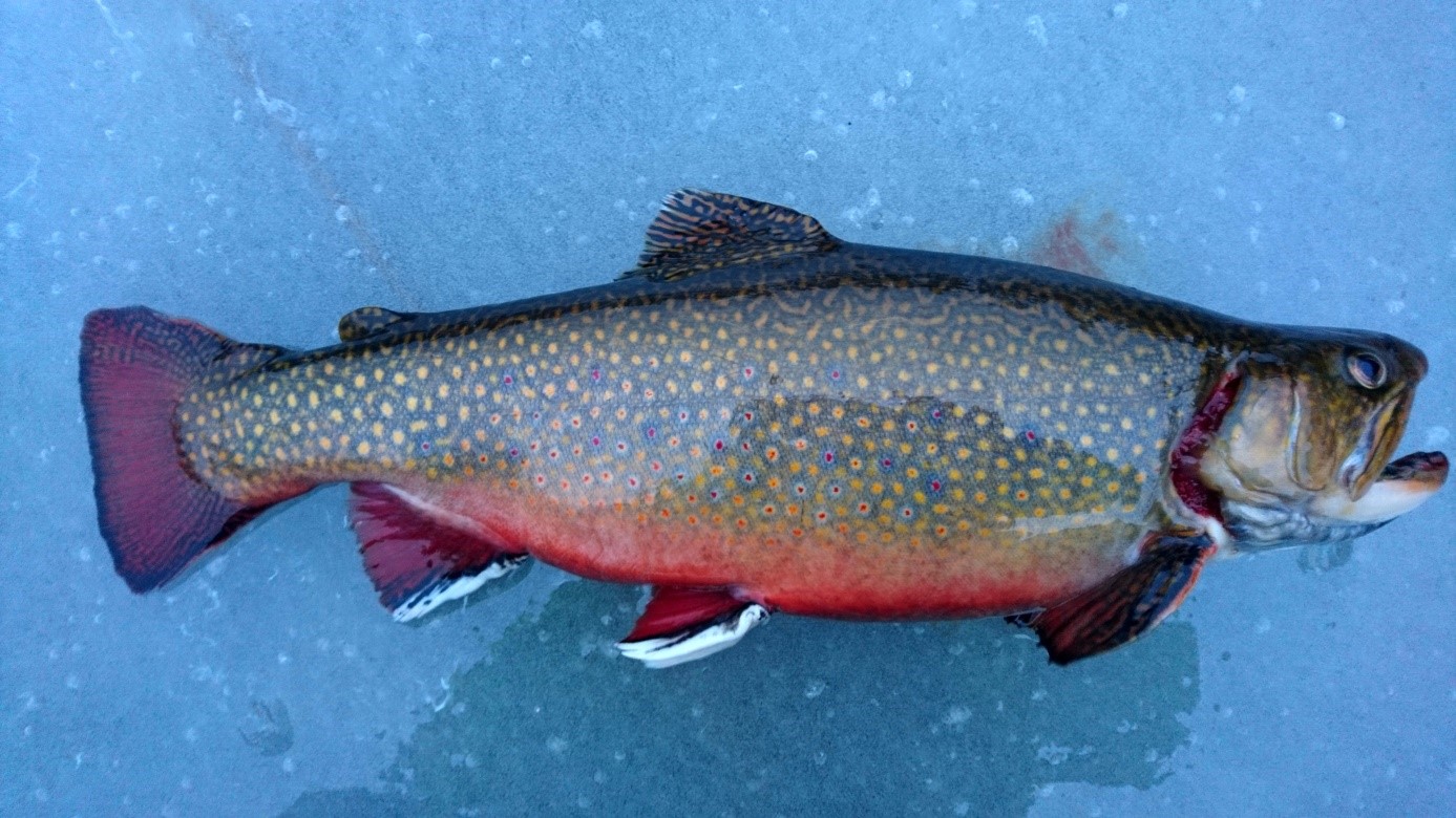 Isfiske | Gavleörings medarbetare Erik Frodig inviger det nya året med ...