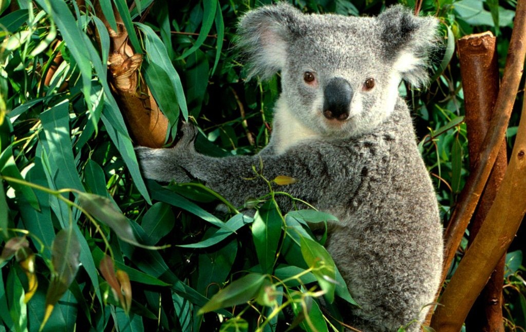 Blog do Edu Ambiental: Coala