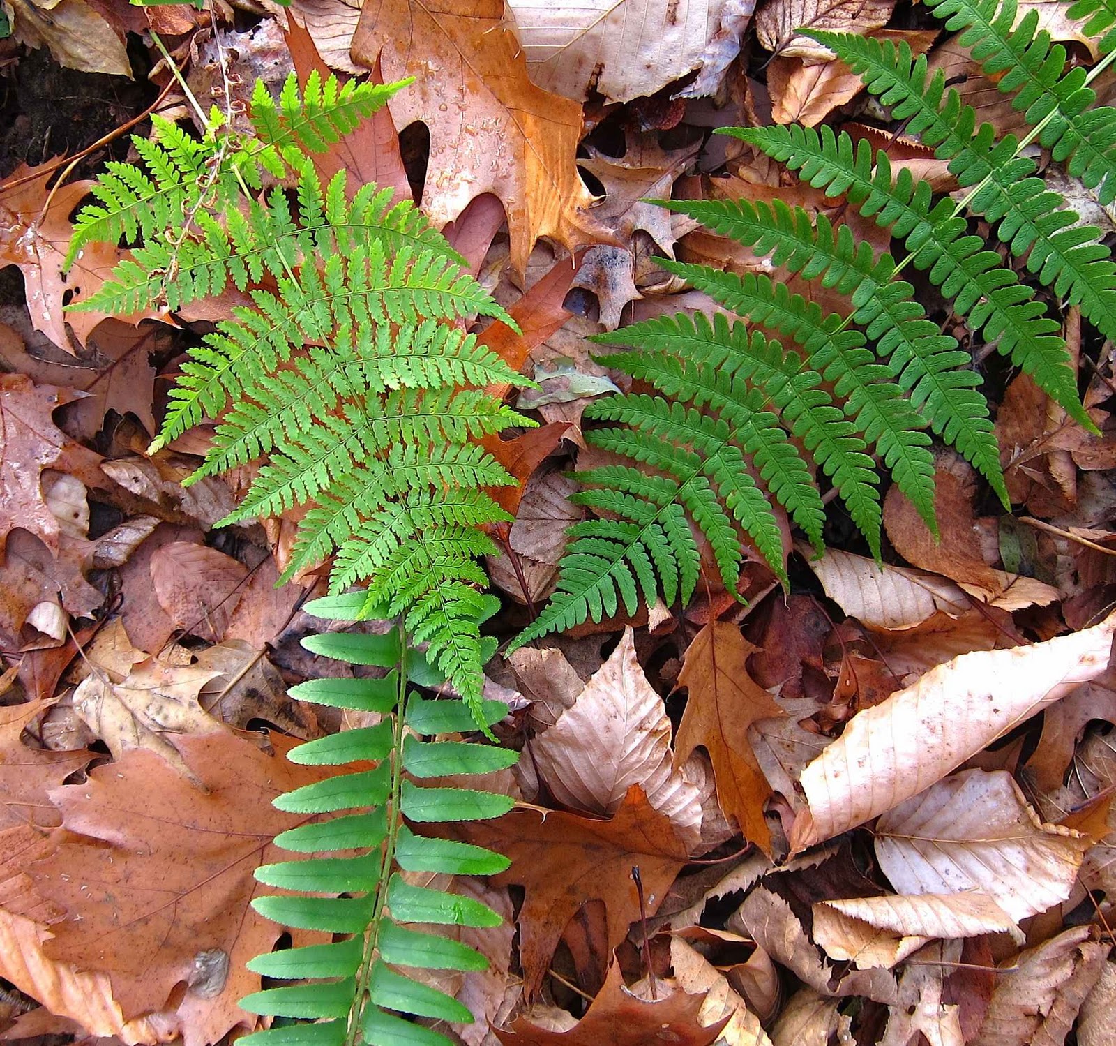 Intermediate Wood Fern