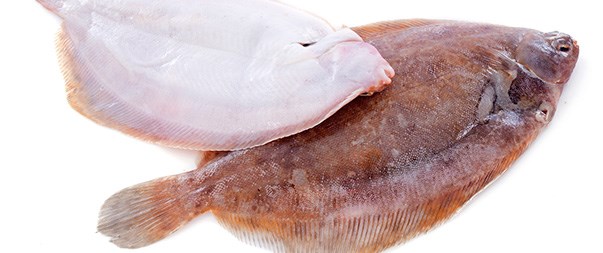 FILANAVAL: Peces de Chile ( Lenguado )