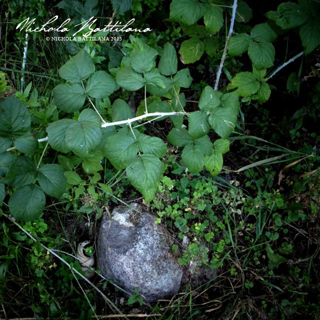 Pixie Hill: A stinky smelly goblin pod