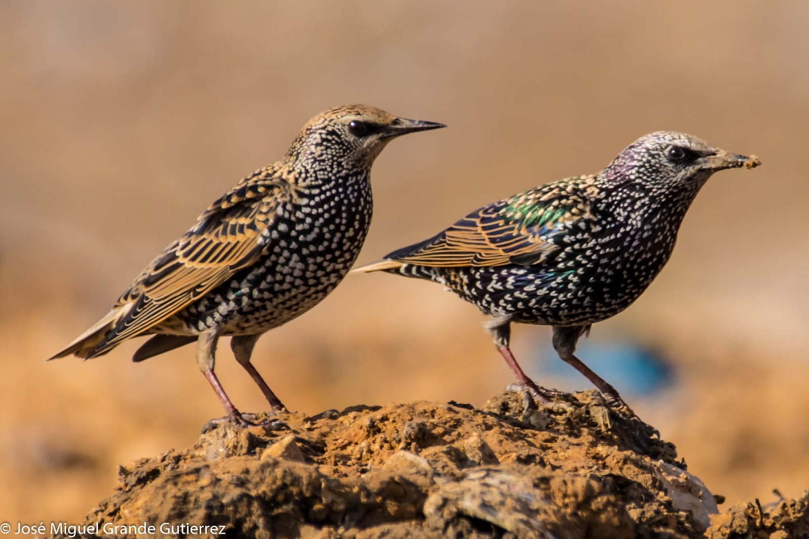 AVES DEL CIELO - BIRDS OF HEAVEN: Estornino pinto (Sturnus vulgaris ...