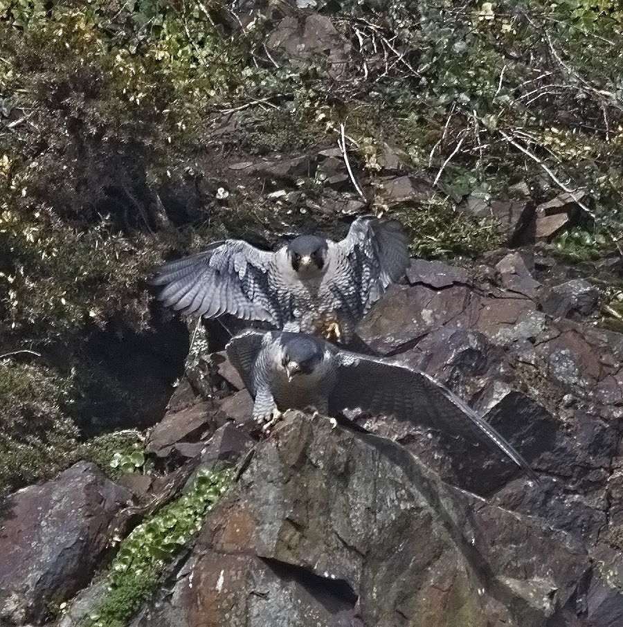 Alan James Photography : Peregrine mating sequence