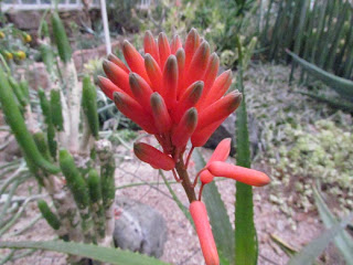 Boyce Thompson Arboretum Visit Pt. 2 - Greenhouse Crawls Backward (When ...