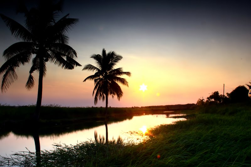Lensa Foto Malaysia: Sawah padi 2