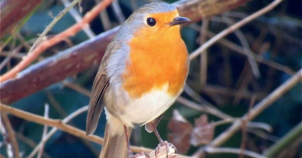 NATURA VIVA: PIT-ROIG