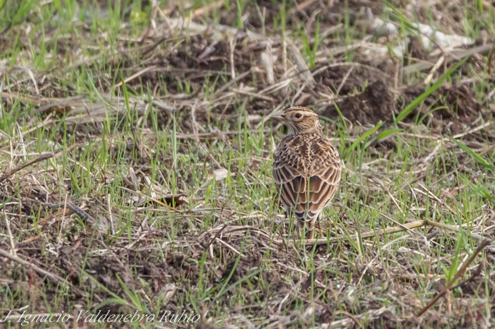 DocNatureBlog: El ave que no para de cantar en sus increíbles ascensos ...