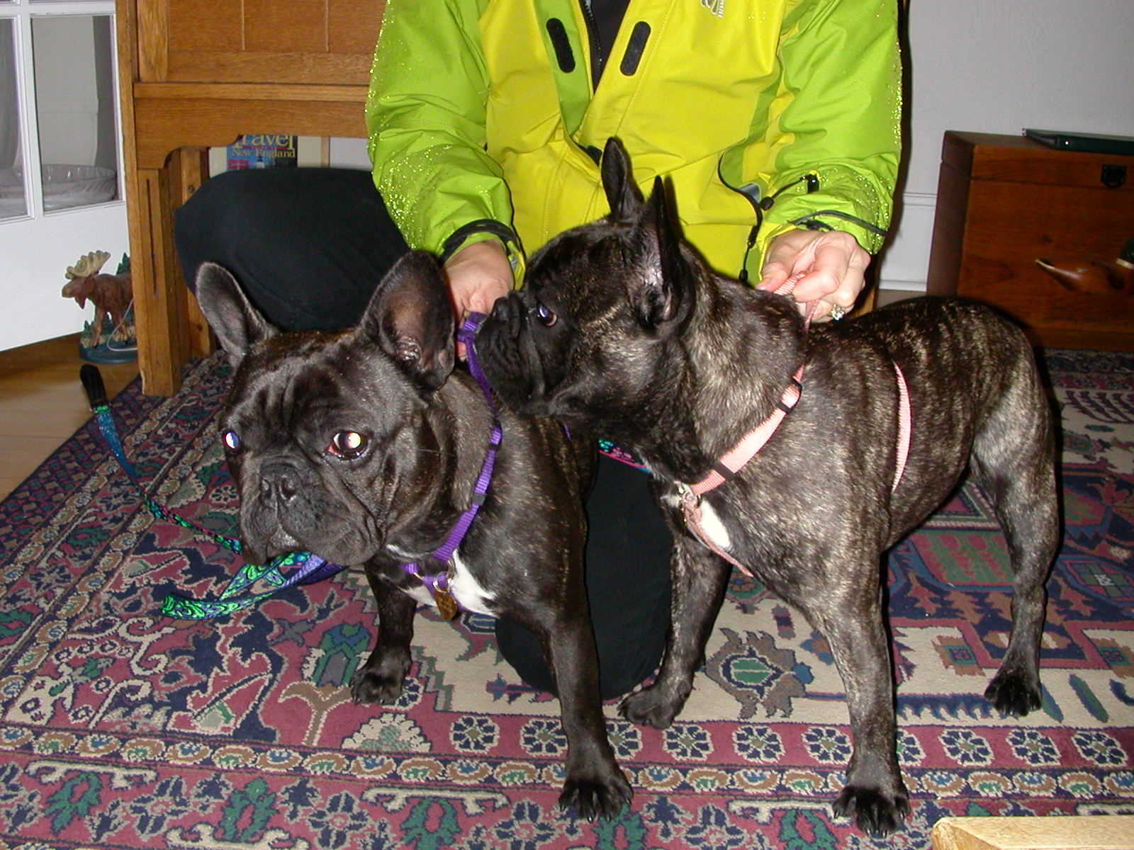 French Bull Dogs - Dogs Breeds Guide