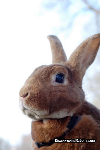 Disapproving Bunny