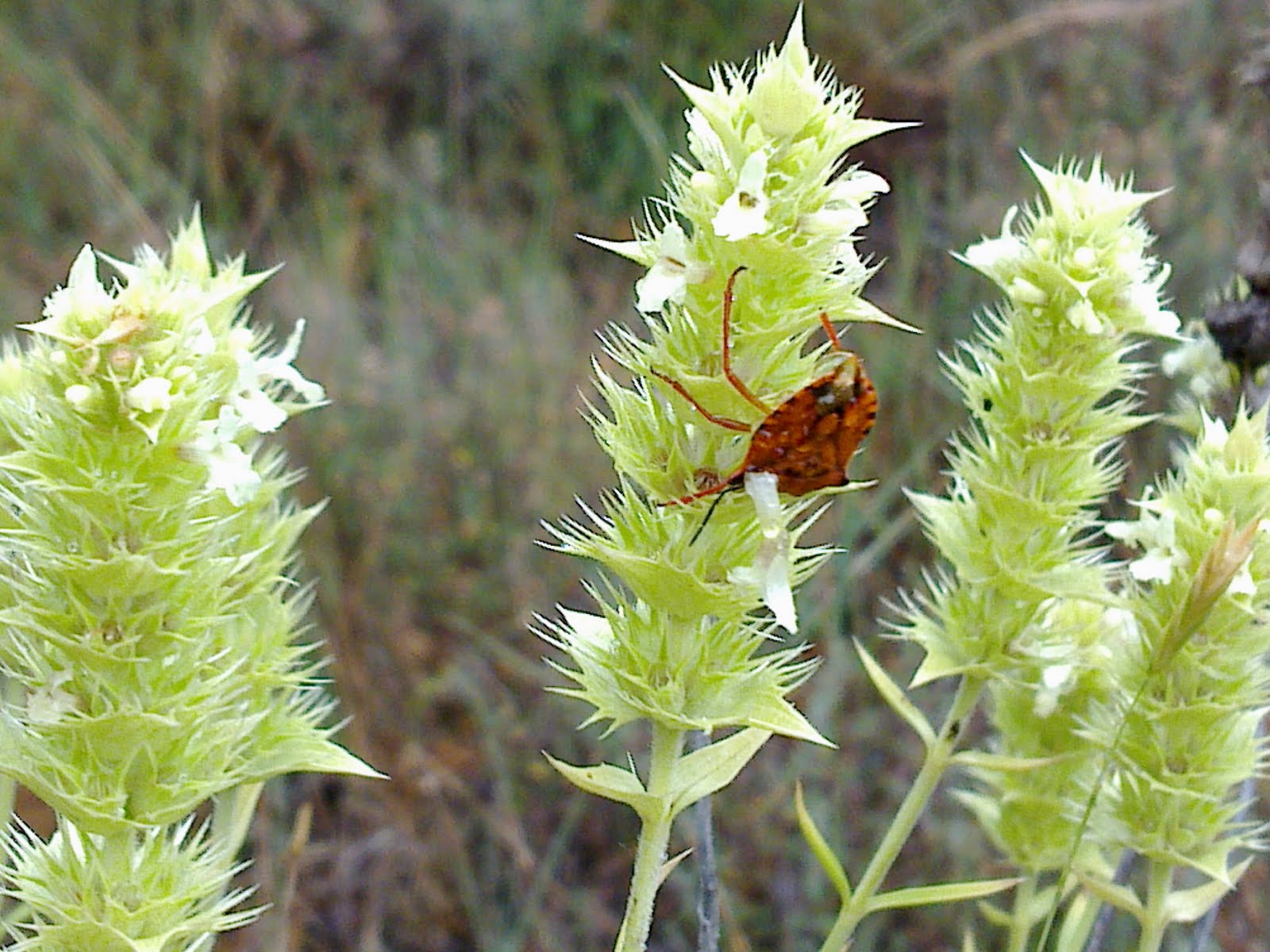 EN EL MONCAYO: Te de Monte (Syderitis pungens )