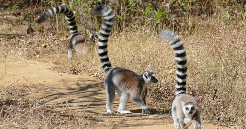 Ian Fraser, talking naturally: Lemurs; ghosts of Madagascar