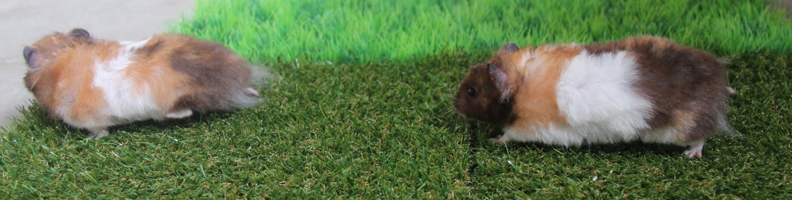 Natural PawPals: Two Gorgeous Calico Syrian Hamsters