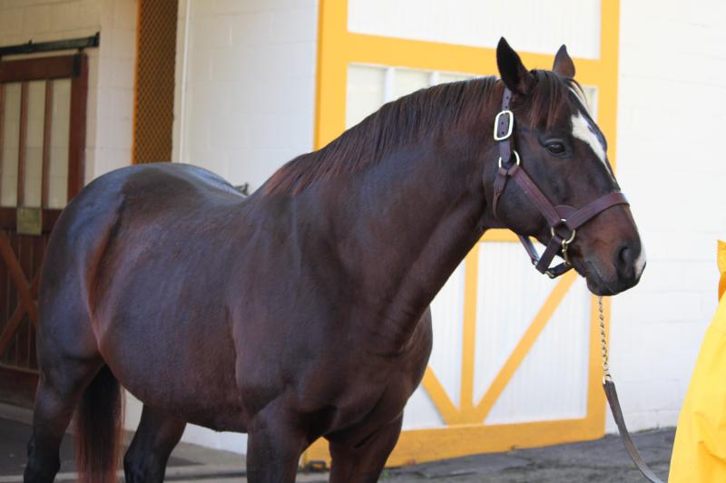 Pulpit (horse) - Alchetron, The Free Social Encyclopedia